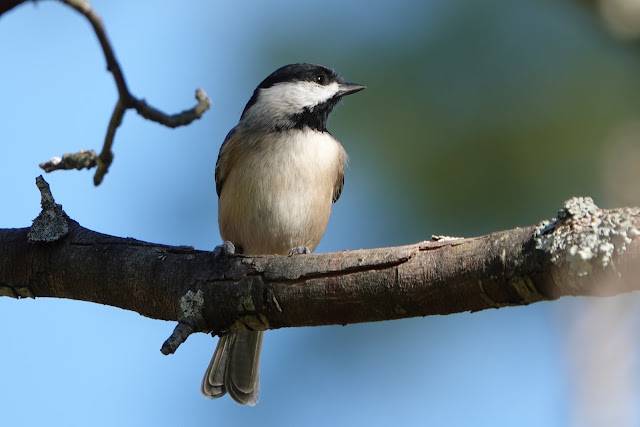 THE BIRD HOUSE