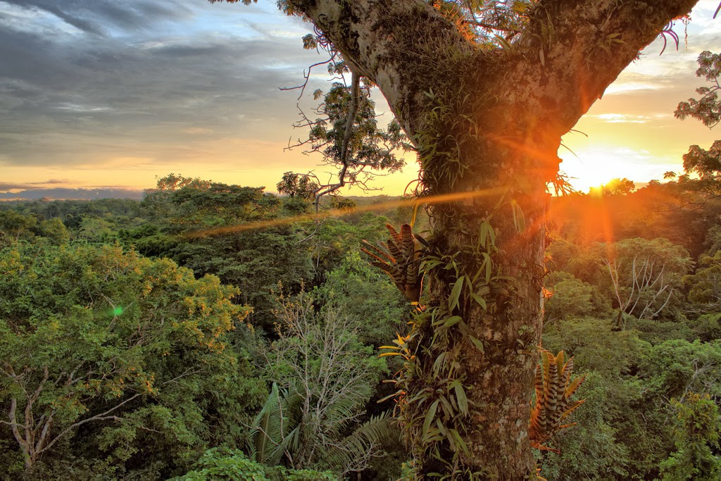 Pinceladas Actuales: Parque Nacional Yasuní en Ecuador