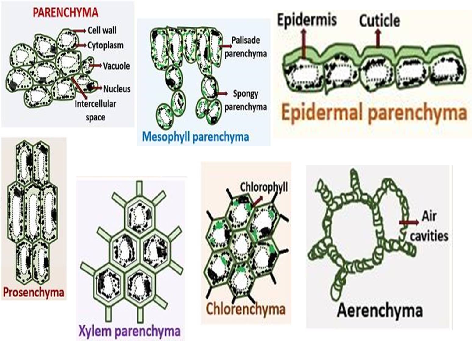 gambar macam-macam jaringan parenkim