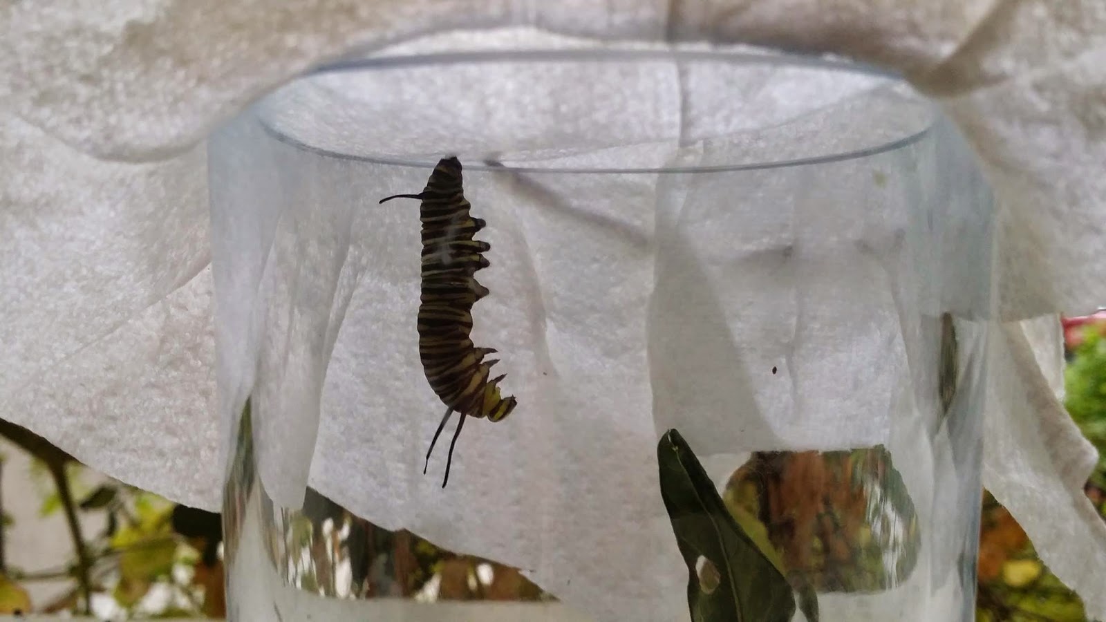 The Crazy Monarch Guy: Tachinid Fly Infestation of Monarch Caterpillars The Crazy Monarch Guy: Tachinid Fly Infestation of Monarch Caterpillars