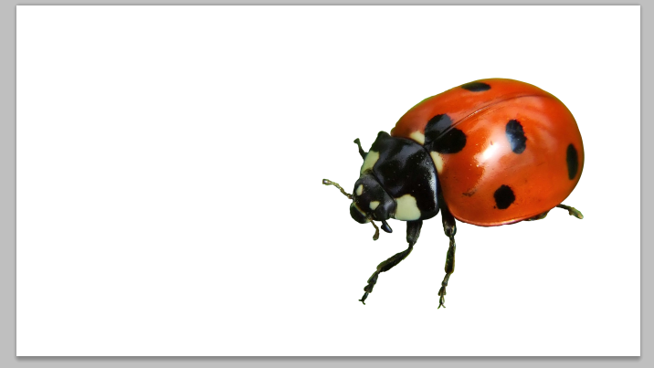 Everything About Everything: Argyle Ladybug Photoshop Tutorial