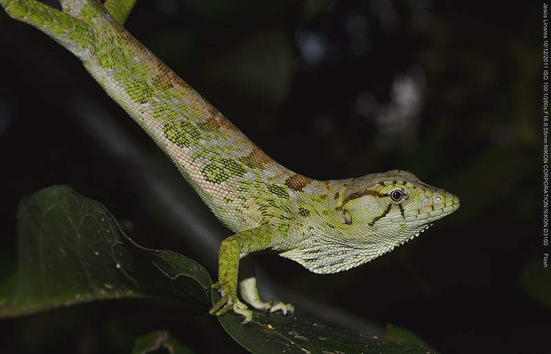JLinaresP: Monkey Lizard - Polychrus marmoratus (Linneo, 1758)