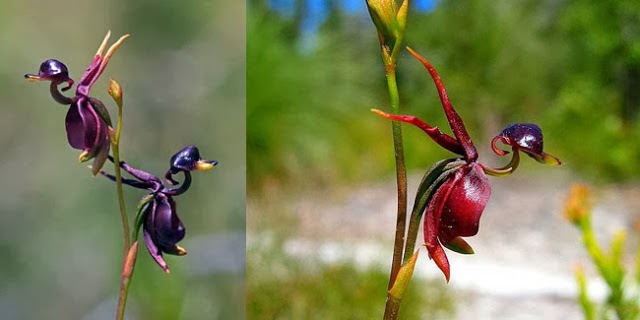 10 Bentuk Bunga Paling Unik Di Dunia