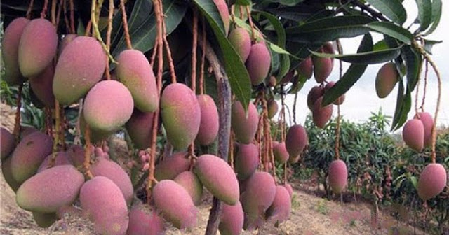 CARA MENANAM MANGGA AGAR CEPAT BERBUAH | inspirasi sehat id