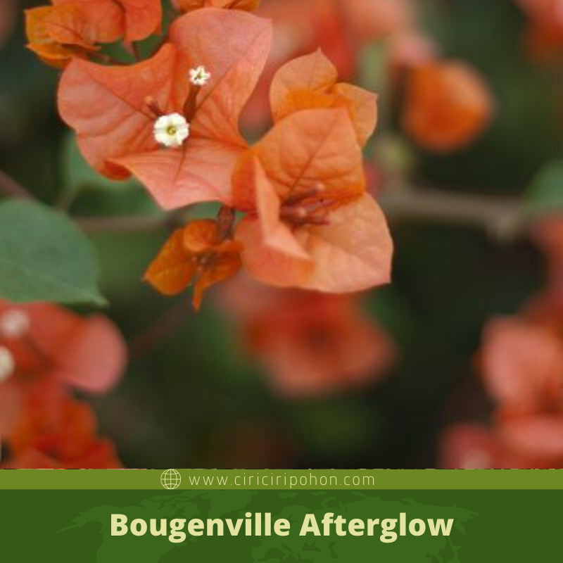 Bunga Bougenville Hybrid Nan Cantik, Bougenville Afterglow ...