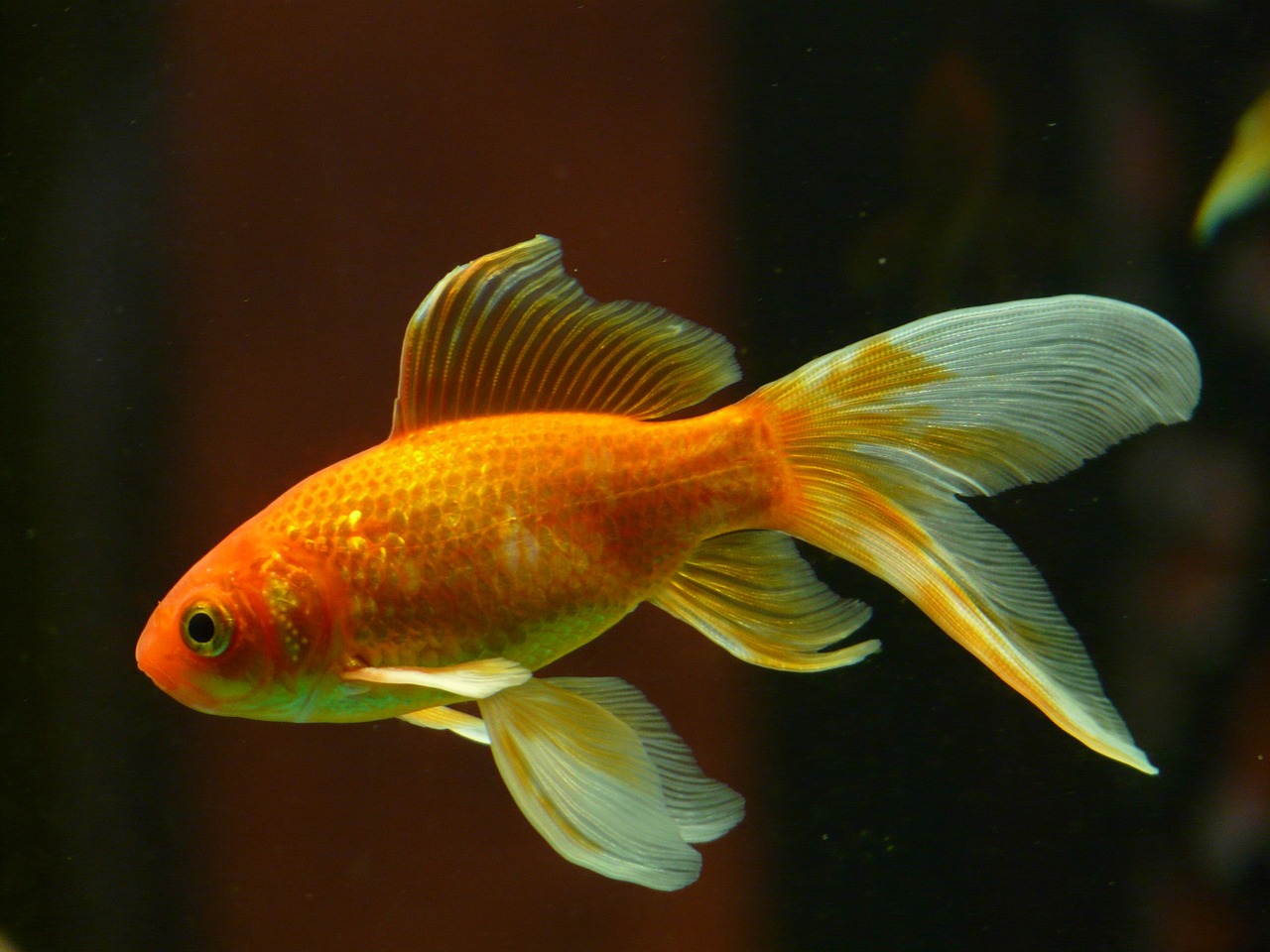 Goldfish: Characteristics, Classification, Farming and much more ...