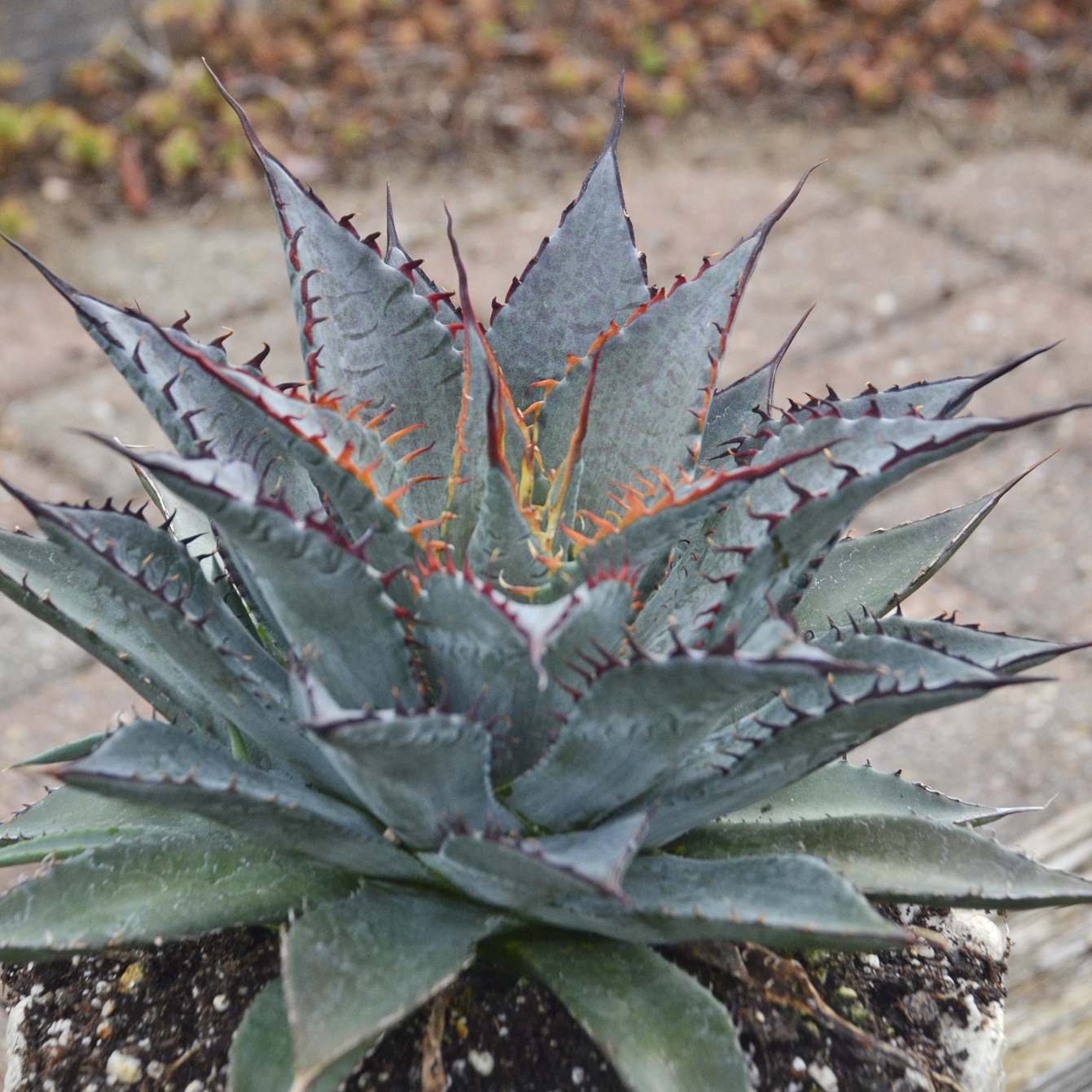 2018: the year of the mangave