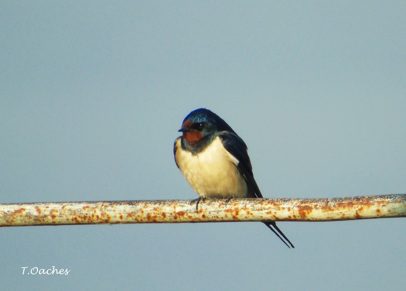 PASARI DIN ROMANIA: RANDUNICA, Hirundo rustica