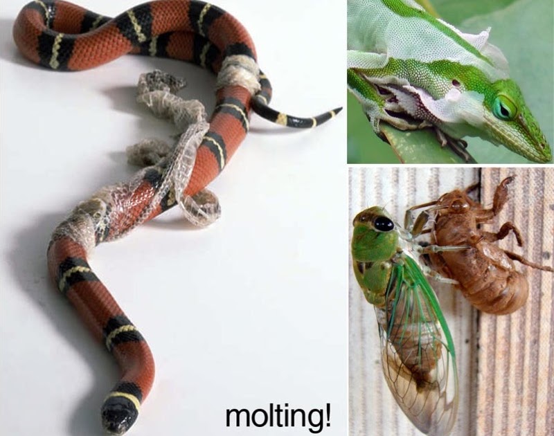 E is for Explore!: Molting Experiment