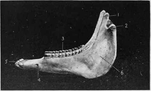 El Cuerpo Humano: El Vomer
