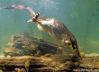 Animais no Mundo: Musaranho Aquático