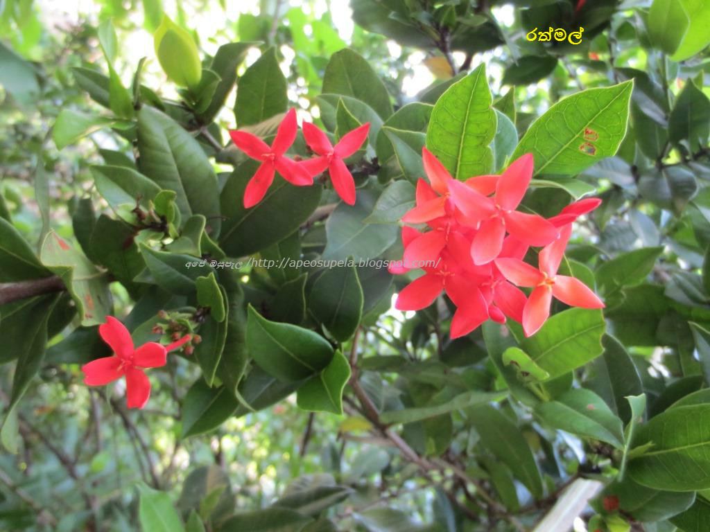 රත්මල් [Rathmal] (Ixora coccinea) ~ අපේ ඔසුපැළ Medicinal Plants of Sri ...