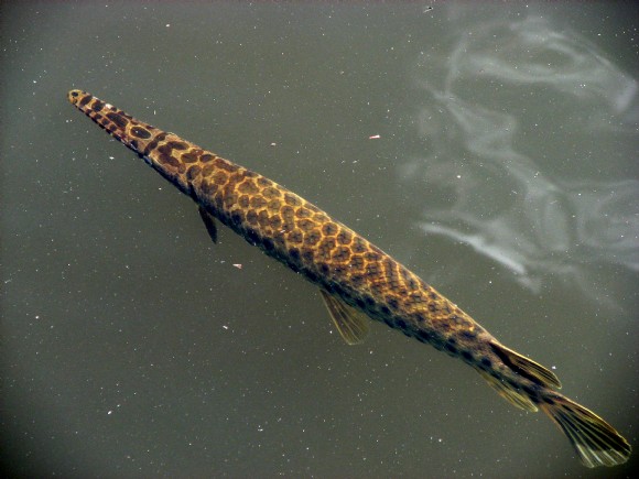 Pike | The Life of Animals