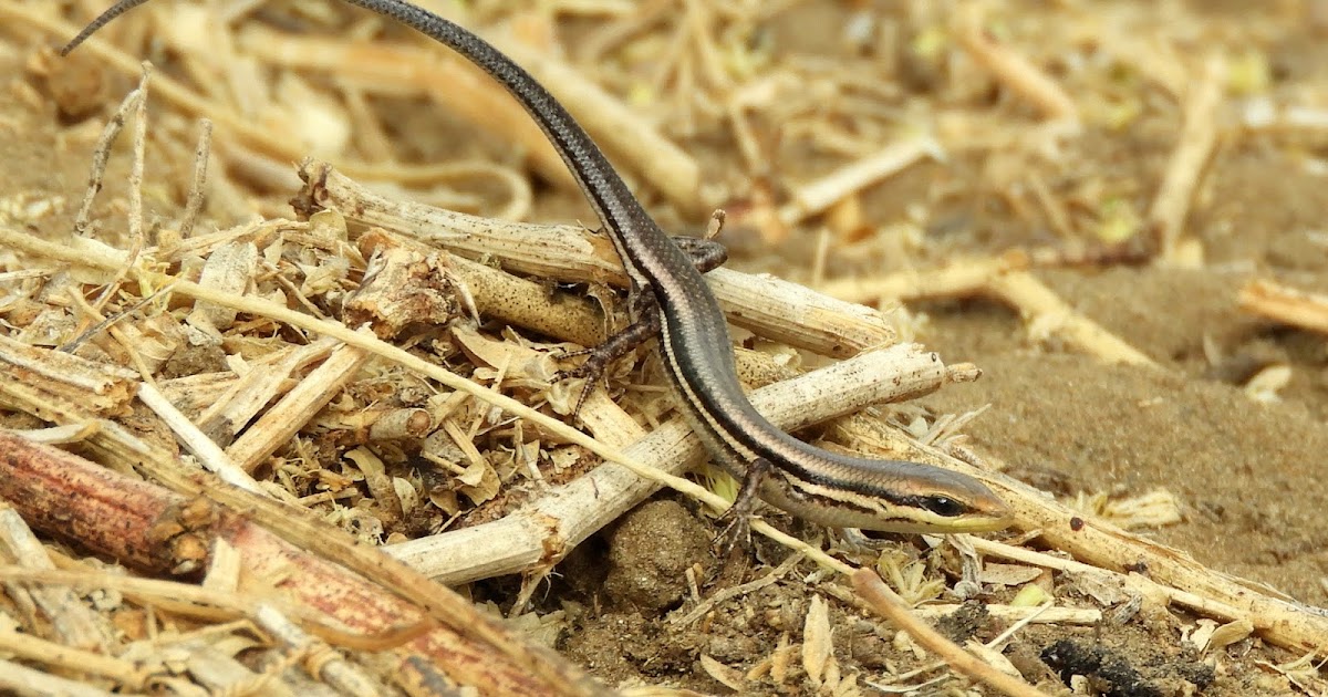 FAUNA E FLORA DO RN: Calango-liso Brasiliscincus heathi (Schmidt ...