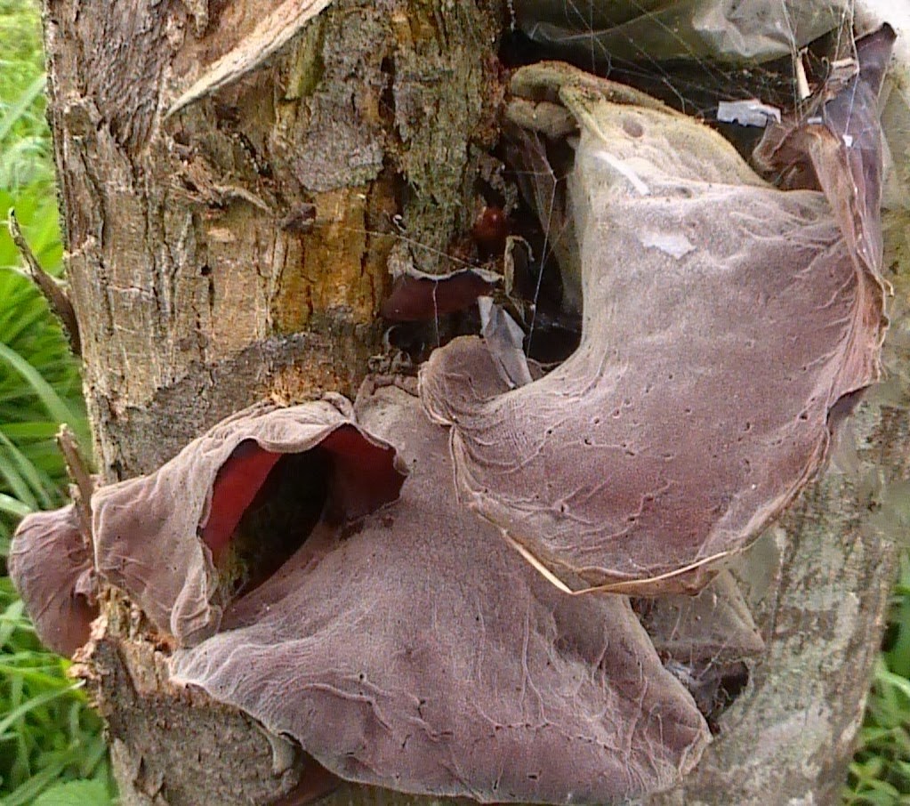 Ciri-ciri Jamur kuping (Auricularia auricula)