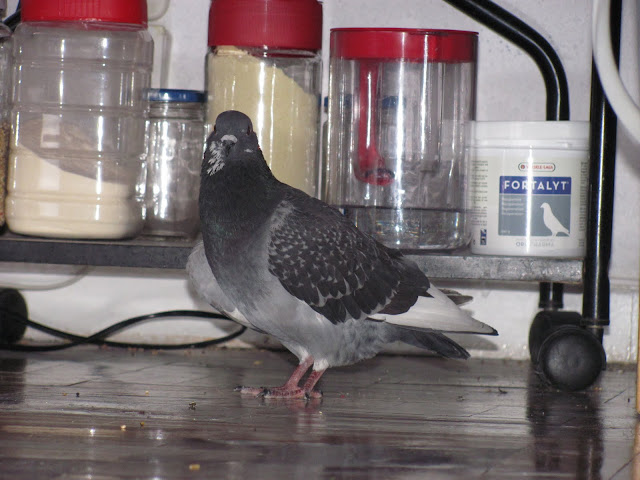 Mis amigas las palomas: Tratamiento ALA ROTA