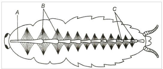 Q6. Given below the figure of open circulatory system of cockroach ...