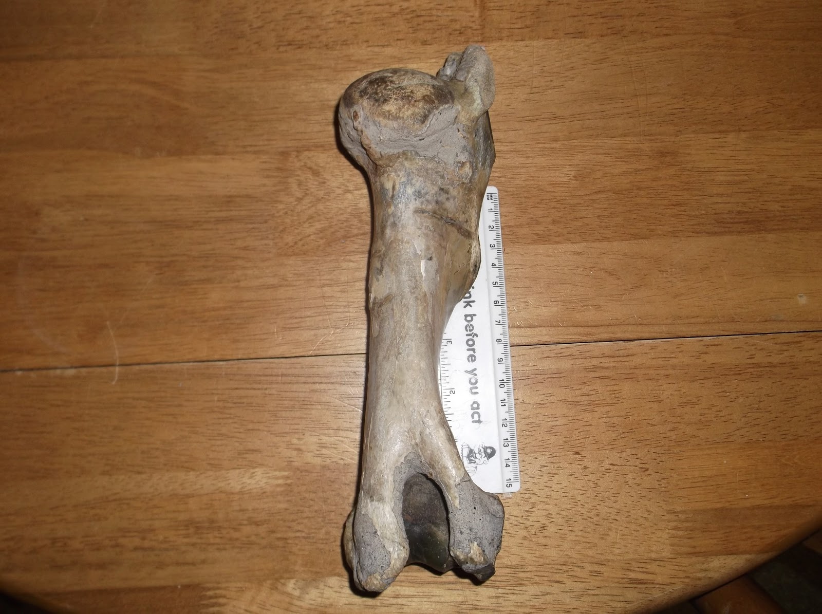 HISTORY OF A BECK: Prehistoric Bovine Humerus excavated from deep into ...