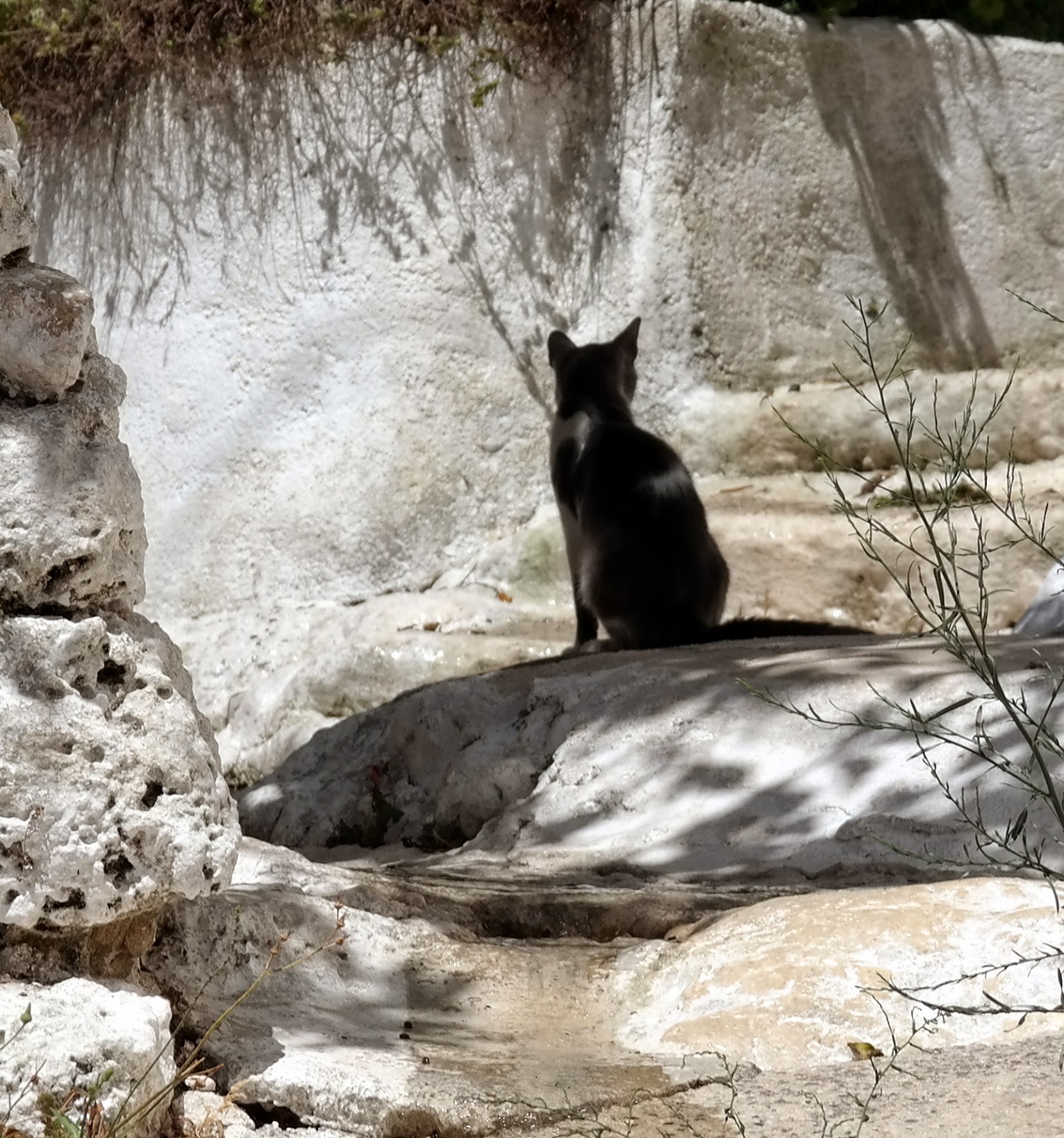 Angel Ginger Jasper: Cats of Corfu.....