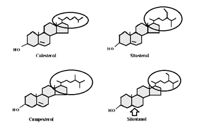 Bio Lipids: Fitoesteroles, fitoestanoles y el porqué de su creciente ...