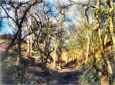 Share My Journey: Runcorn Hill Nature Reserve
