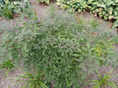 Future Plants by Randy Stewart: Vitex - the Chaste Tree family