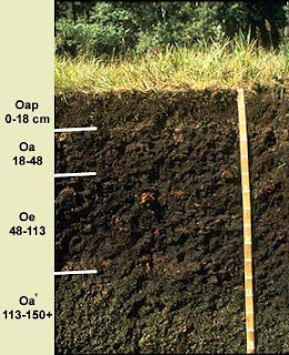 Betsy's Environmental Science Blog: The Twelve Soil Orders