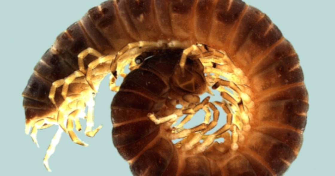 Species New to Science: [Diplopoda • 2019] The Millipede Genus ...