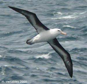 Colonial Quills: Superstitions upon the Sea!!