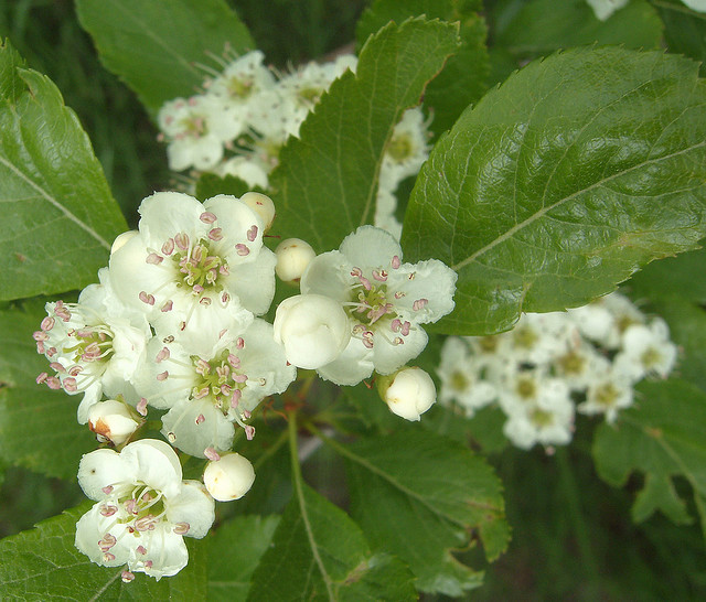 Docaitta Lifestyle: Foraging 35: Pear Hawthorn, and some Uses