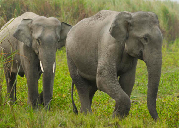 Perbedaan antara Gajah Asia & Gajah Afrika | RE Tawon