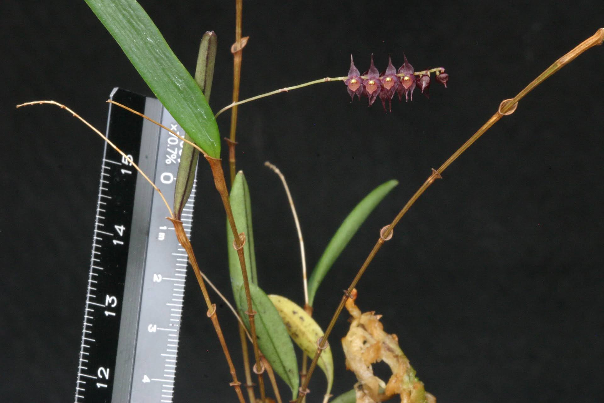 Lepanthopsis acetabulum