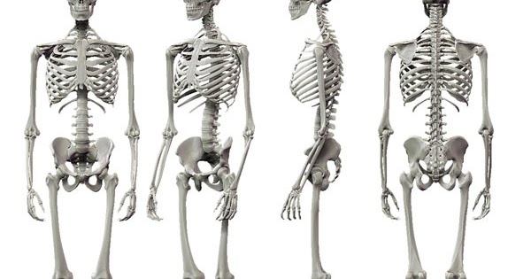 Ljudsko tijelo - Anatomija Ljudskog Tijela - Vaša online enciklopedija