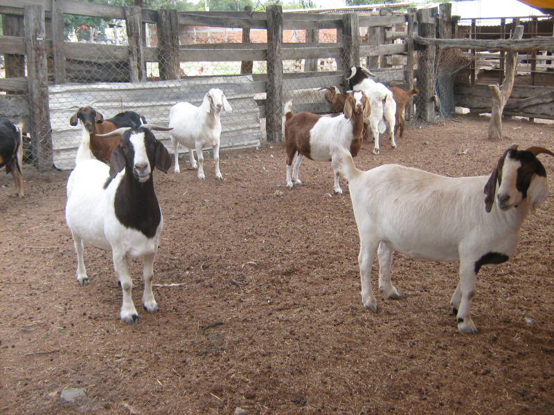 Criadero de Chivos Boer