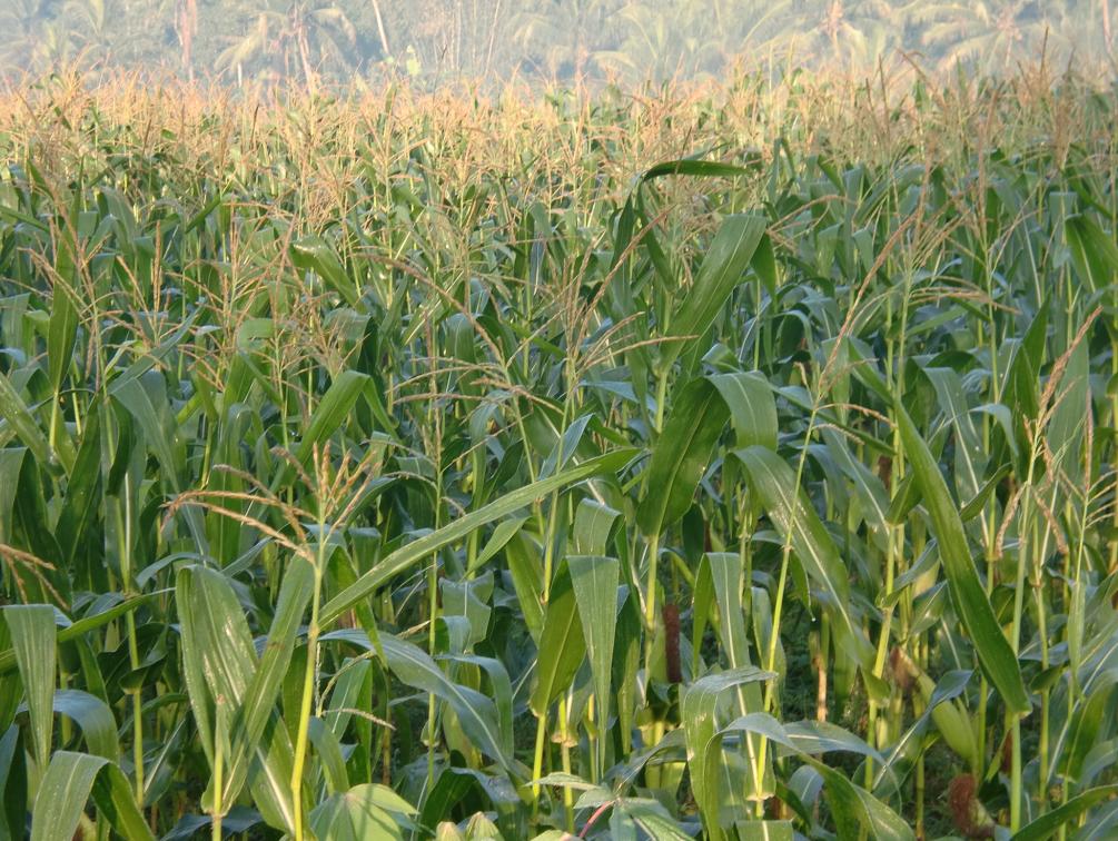 Photo - Photo Sawah: Kebun Jagung