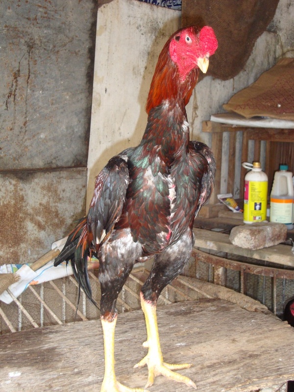 KING GHAZI: Indian Asil