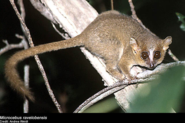 Laberinto en extinción: Lemur ratón dorado y marrón (Microcebus ...