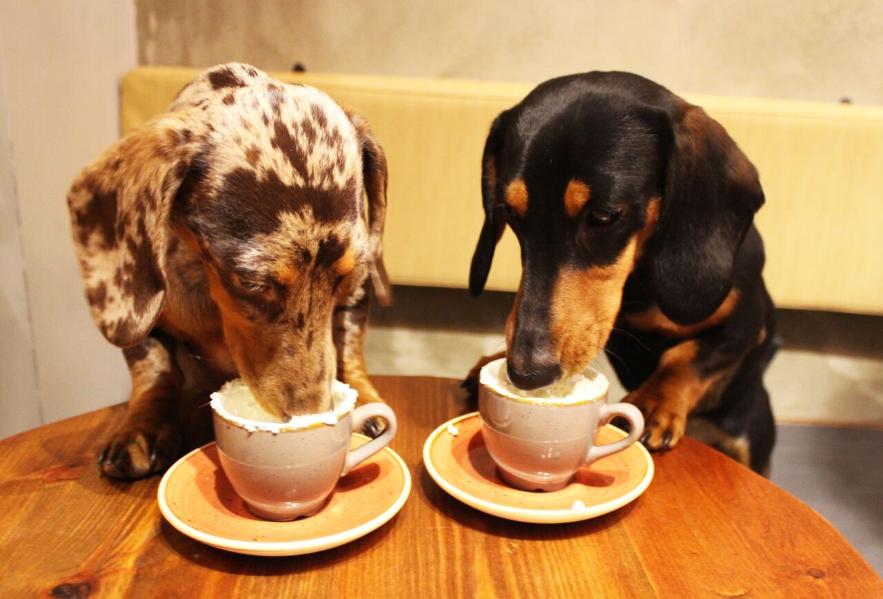 Londes tiene su primer café con perros salchicha