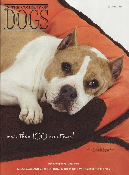 ELDERBULLS: 21st Century Pit Bull Dogs in Advertising