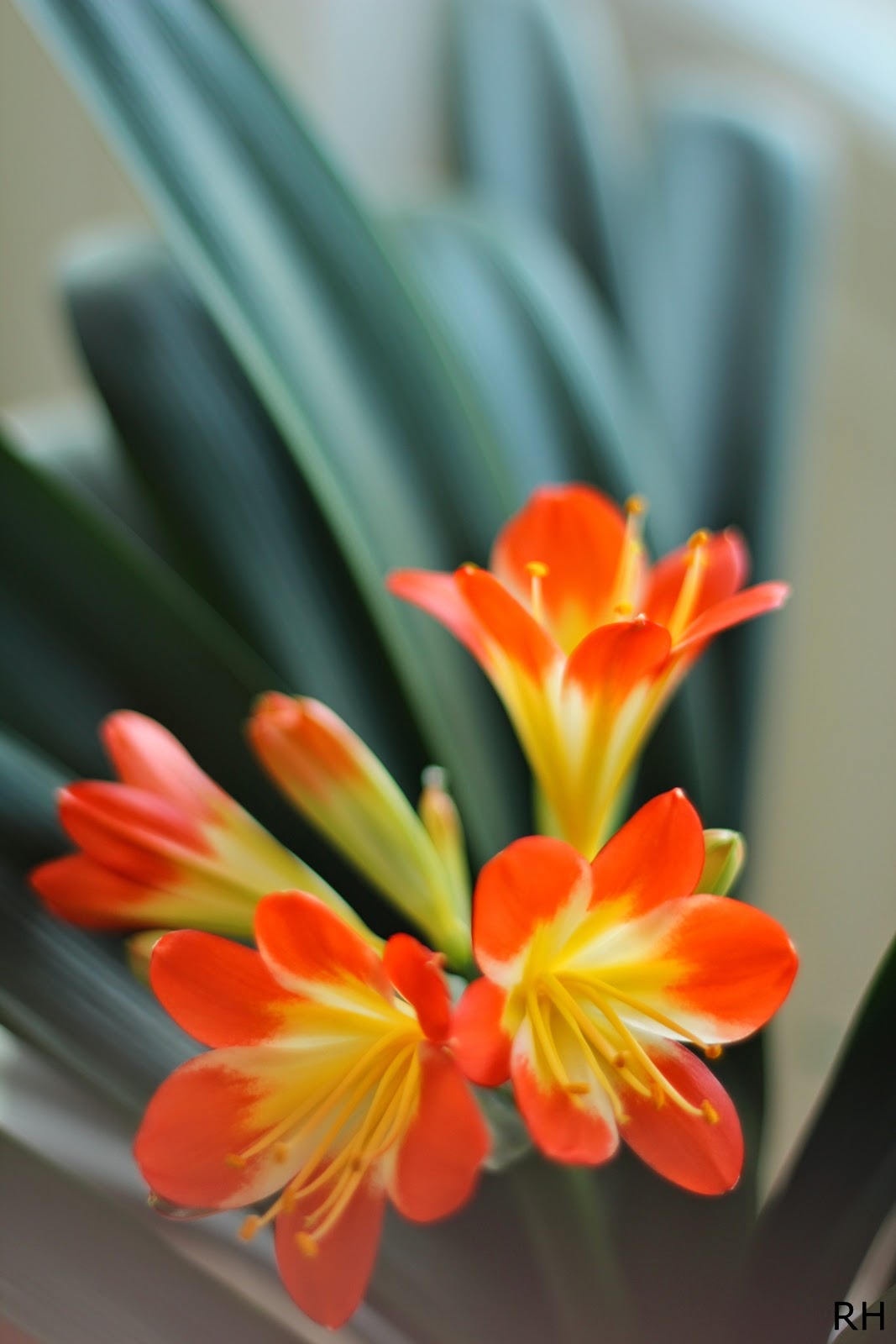 Versoja Vaahteramäeltä : Kliivia ja risukranssi