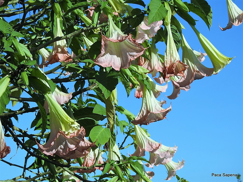 La Rioja de la A a la Z: BRUGMANSIA - Flor Trompeta