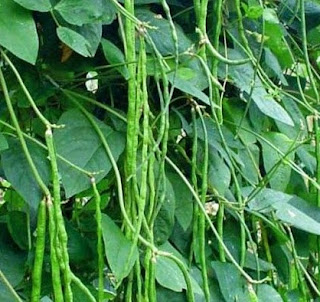 Cara Masak Sayur Lembayung yang enak dan Mudah | Dapur Resep Masak