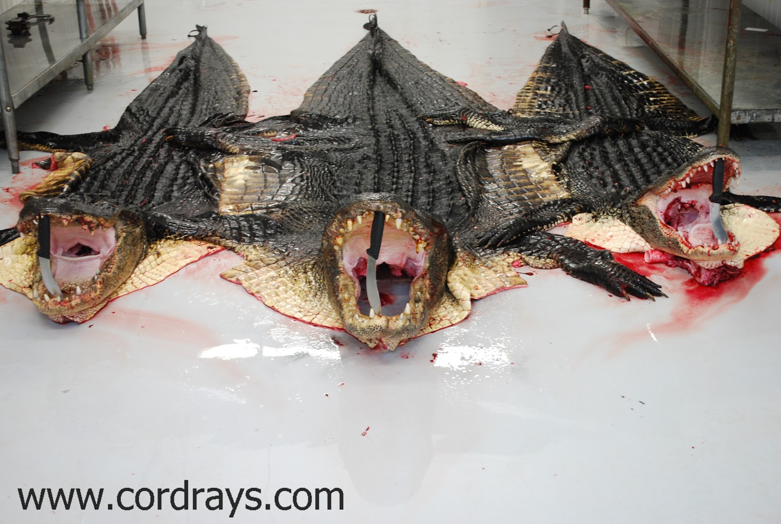 Cordray's: The first step for Cordray's rugs or full body mounts!