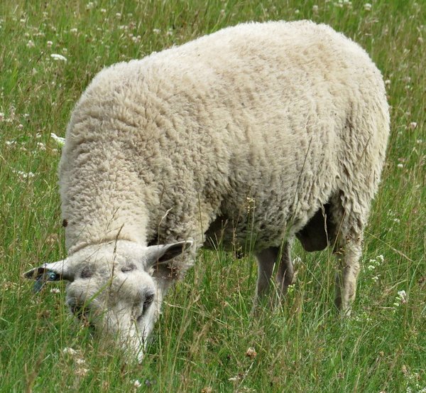 "Ewe's Have It Farm", Shetland Sheep