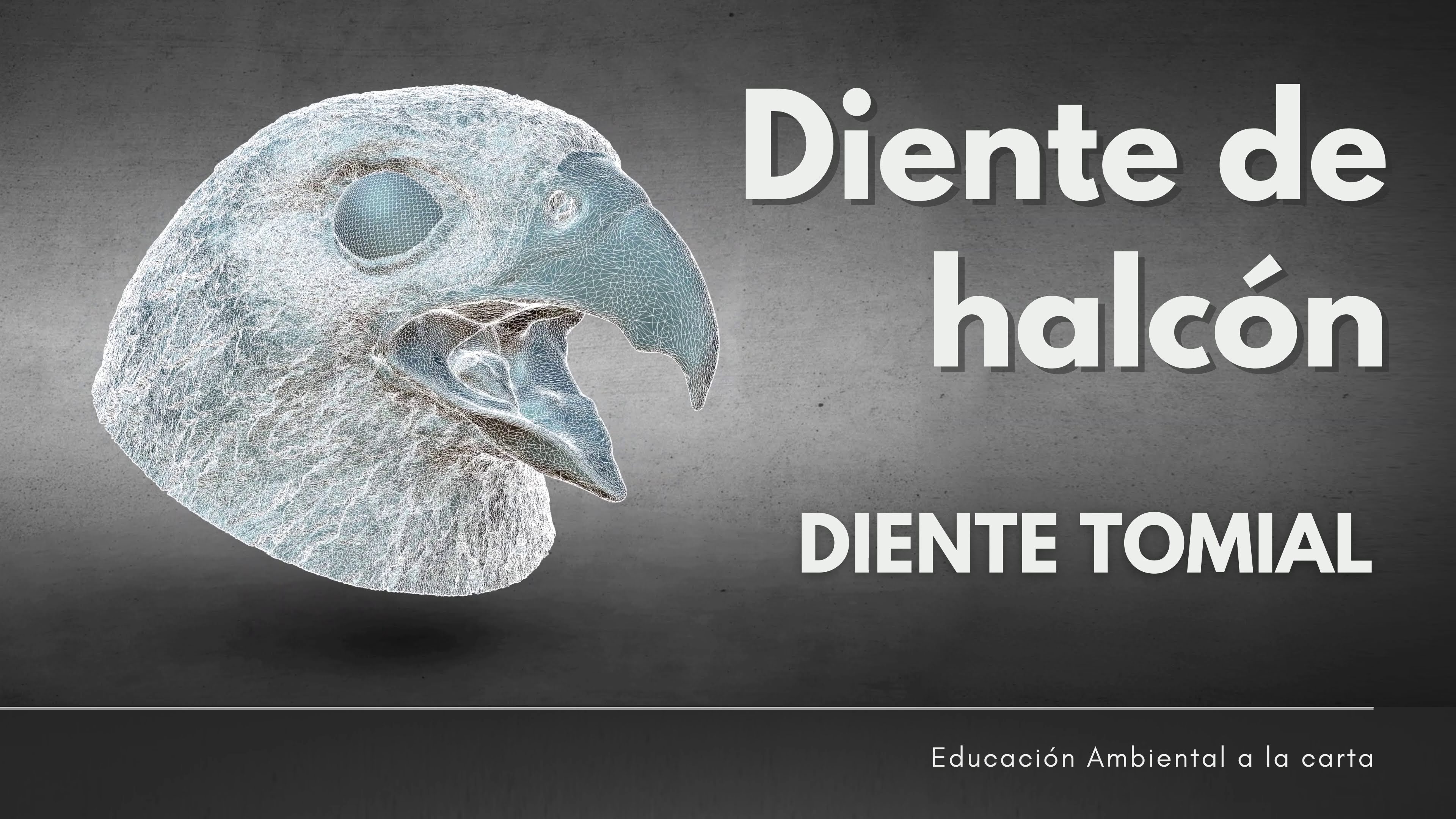 Diente tomial | El Diente de Halcón