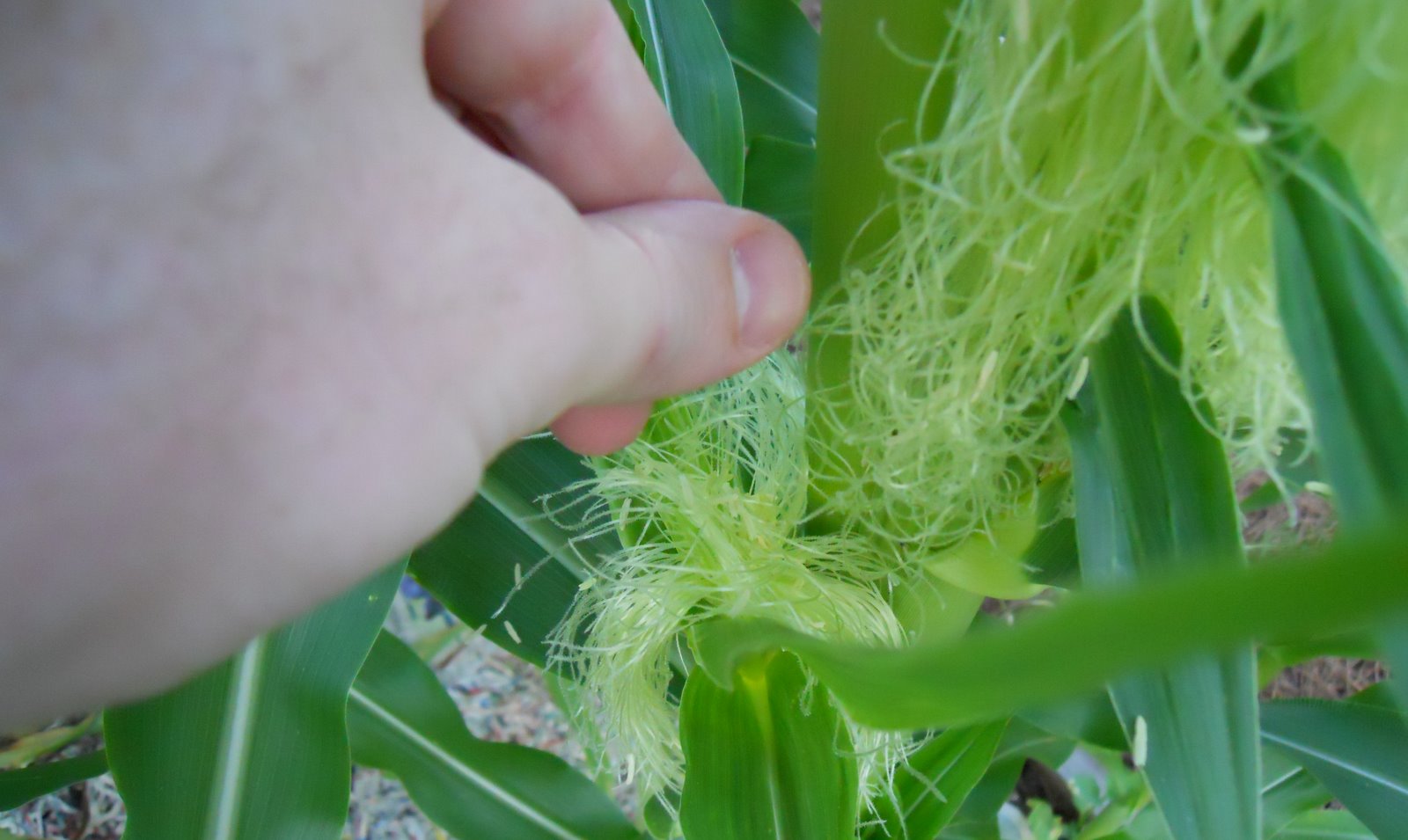 Georgia Home Garden Hand Pollinating Corn 101