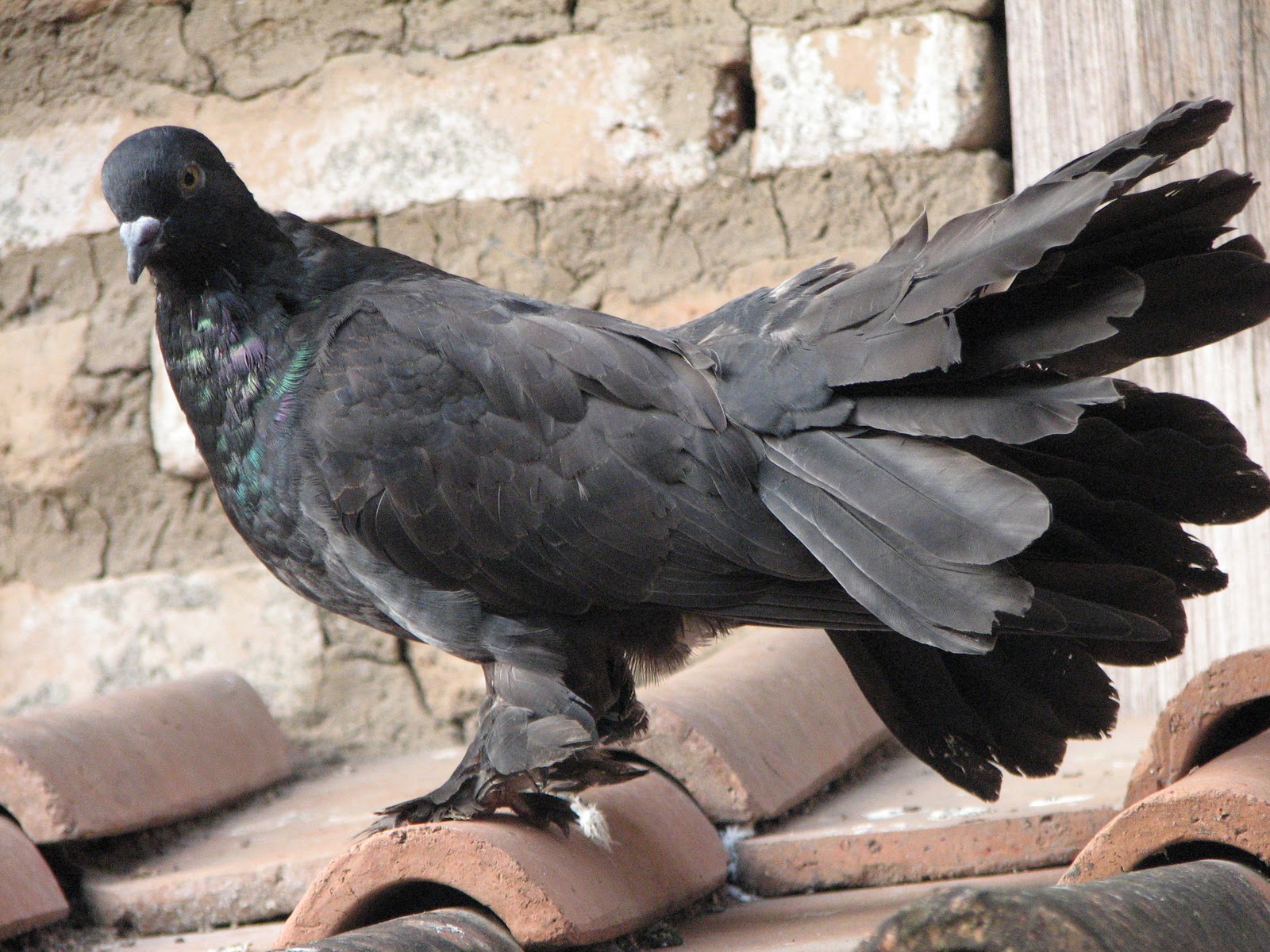 MERPATI HIAS JOGJA: Merpati Hias Koleksiku