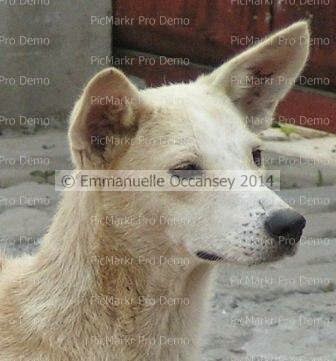 West African Dogs: Baatsonaa (Accra), Ghana