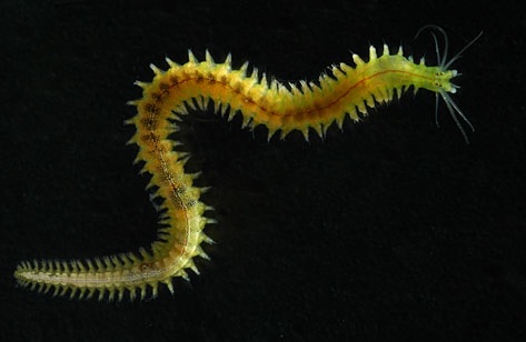 BIOLOGI GONZAGA: SOAL HEWAN INVERTEBRATA