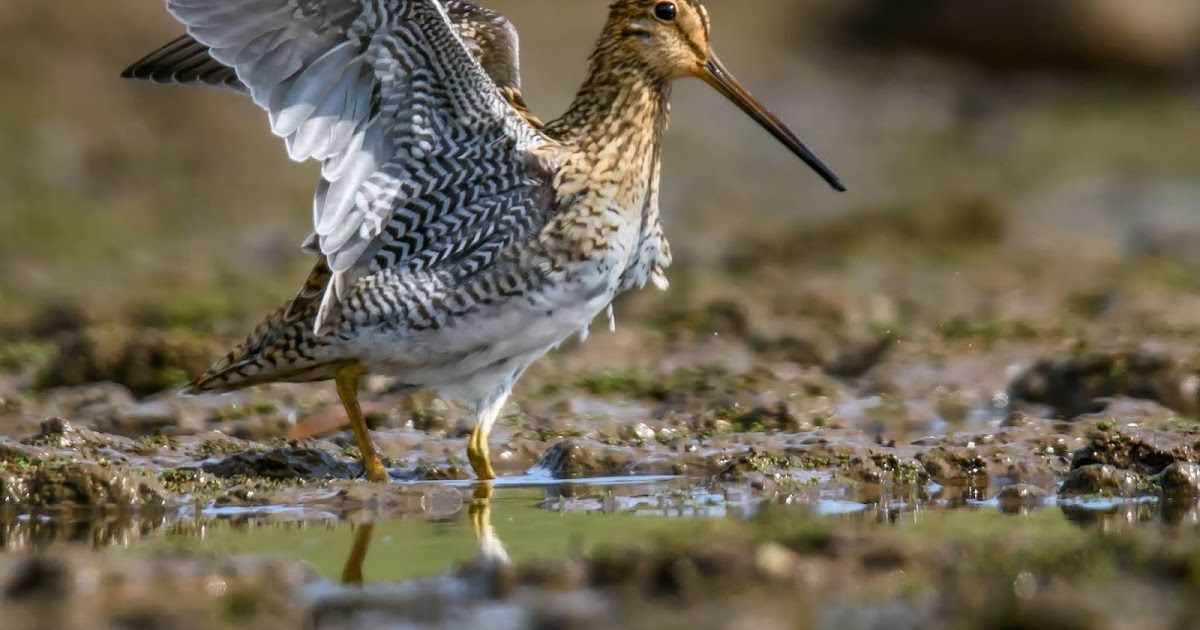 Thunder Bird” in Japan – “Bleater” in Australia
